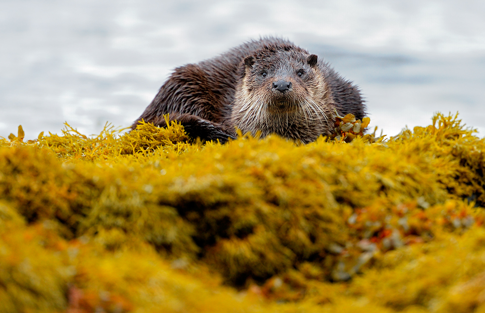 The Magic of Mull 2023 - Craig Jones Wildlife Photography