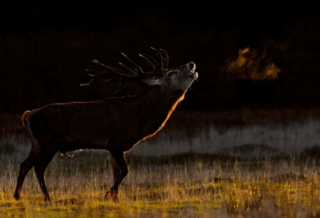 Wild Red Deer Workshops - Craig Jones Wildlife Photography