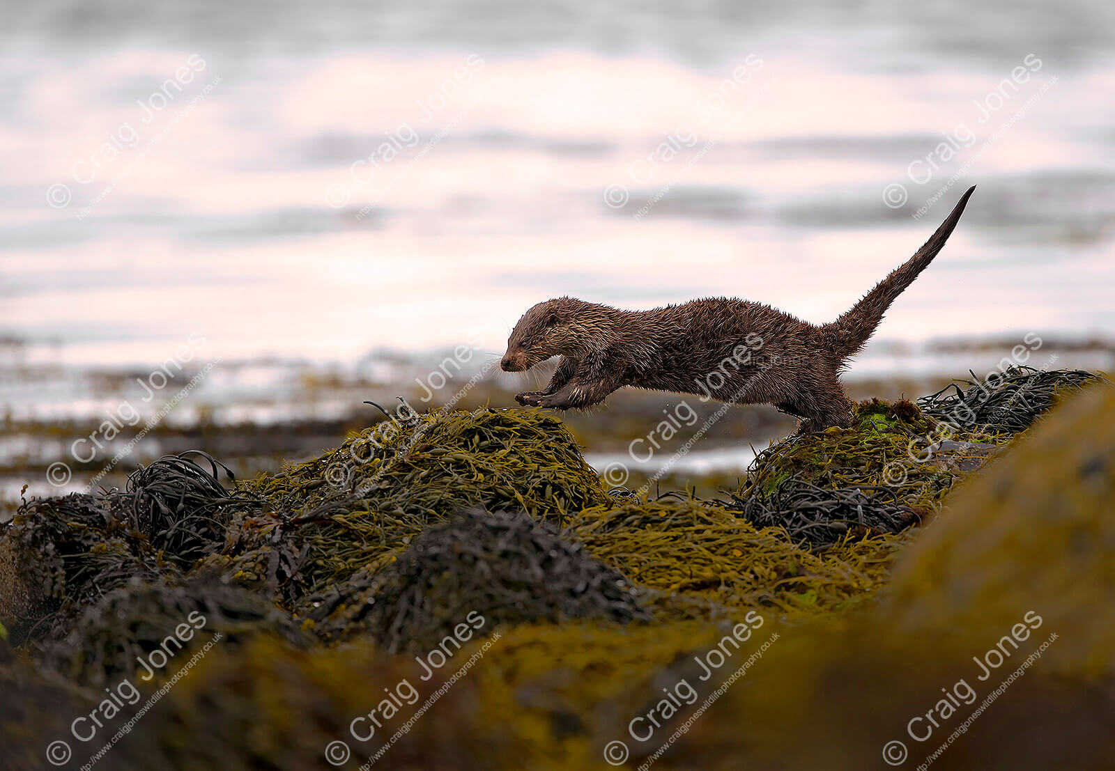 Jumping Animals Pictures The 10 Highest Jumping Animals In The World