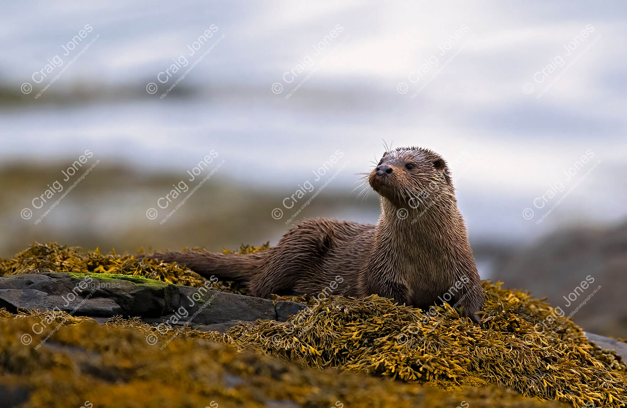 Coastal - Craig Jones Wildlife Photography