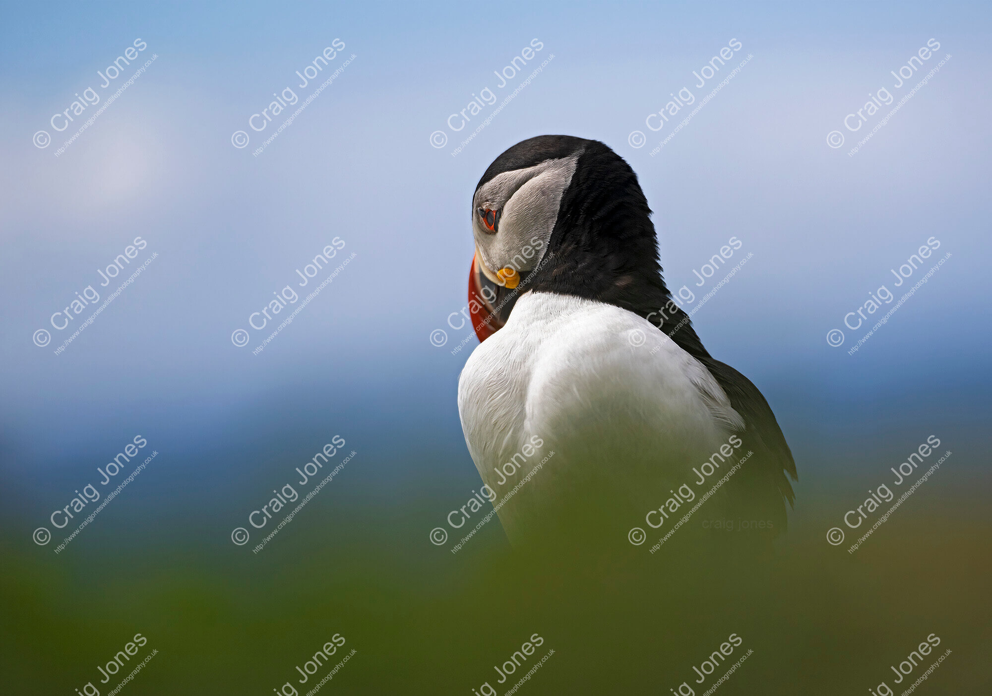 Coastal - Craig Jones Wildlife Photography