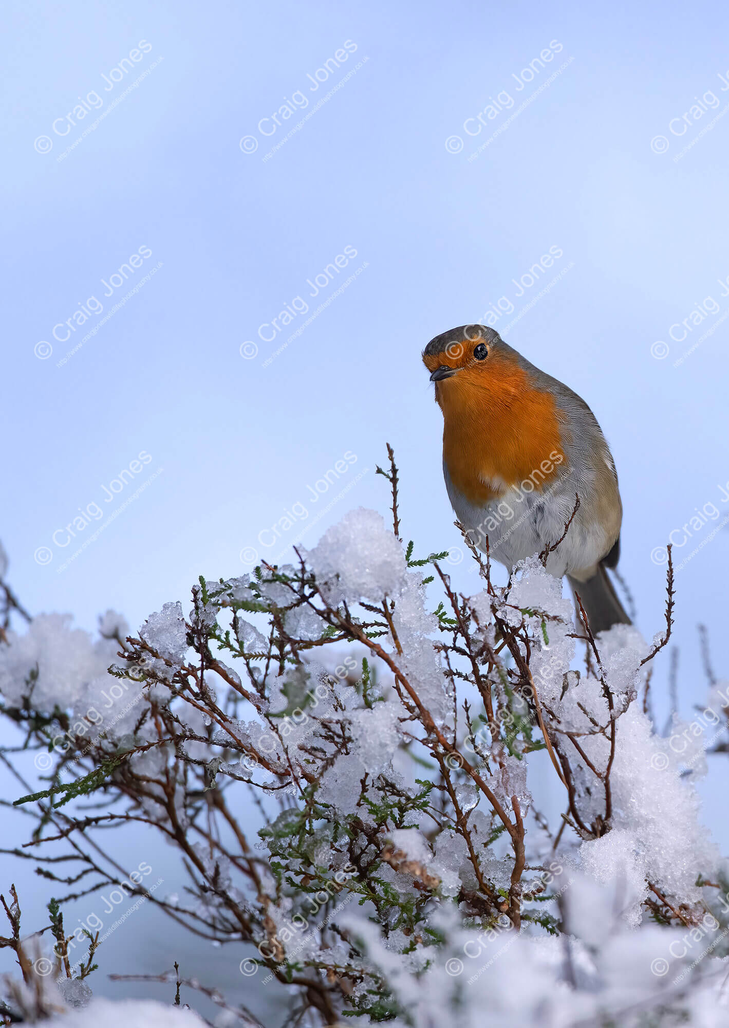 Nosy Robin in Woodland - Craig Jones Wildlife Photography