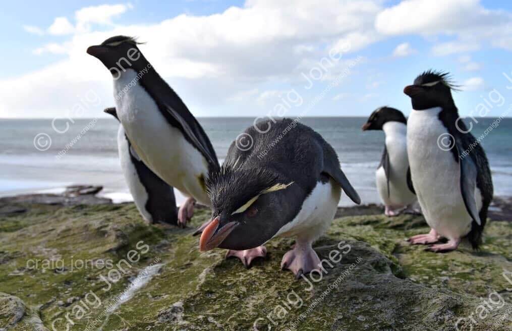 Curious Rockhopper in Coastal - Craig Jones Wildlife Photography