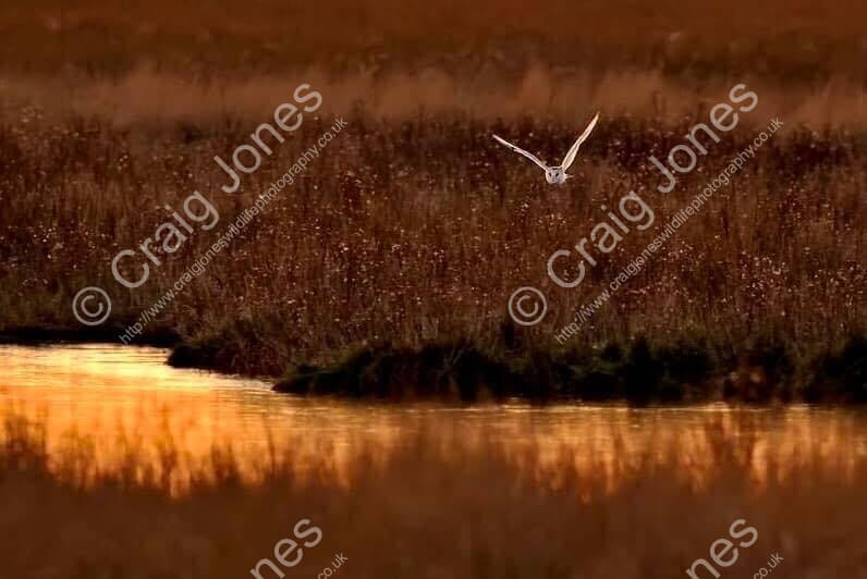 Barn Owl Hunting in Grassland - Craig Jones Wildlife Photography