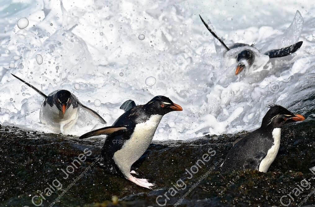 Rockhoppers in Coastal - Craig Jones Wildlife Photography
