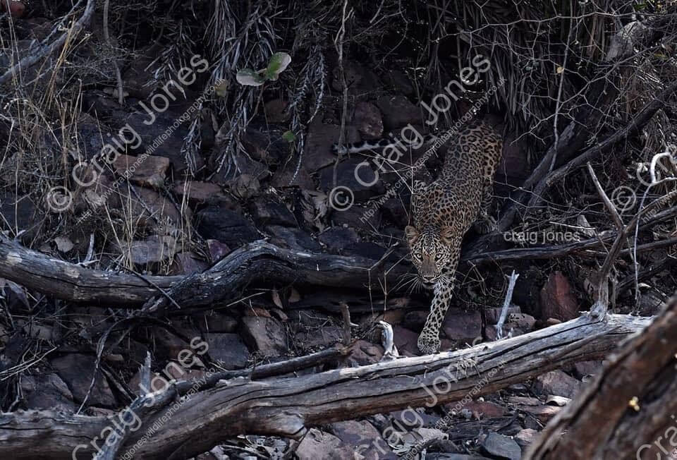 Leopard in Mountain & Upland - Craig Jones Wildlife Photography