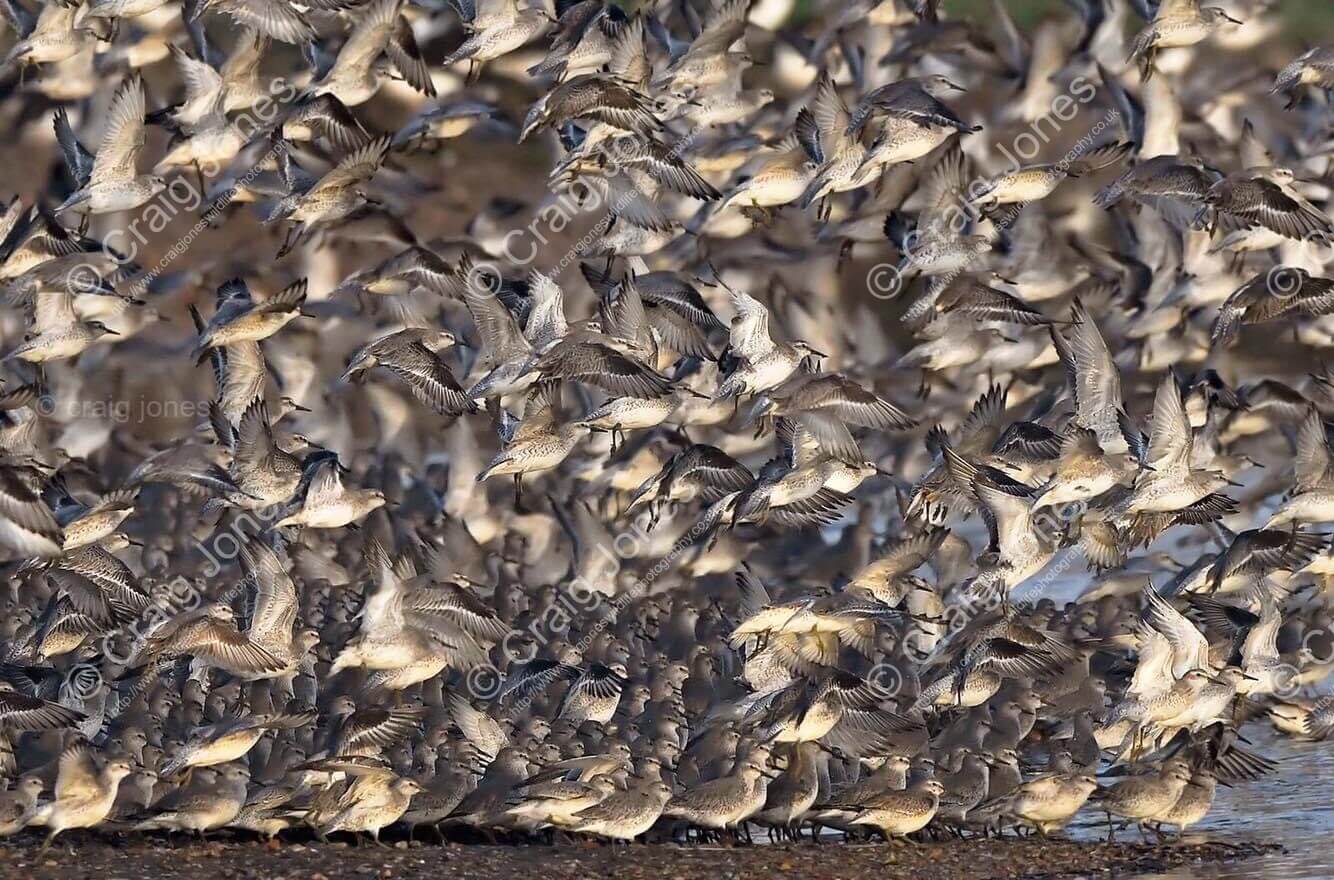 Coastal - Craig Jones Wildlife Photography