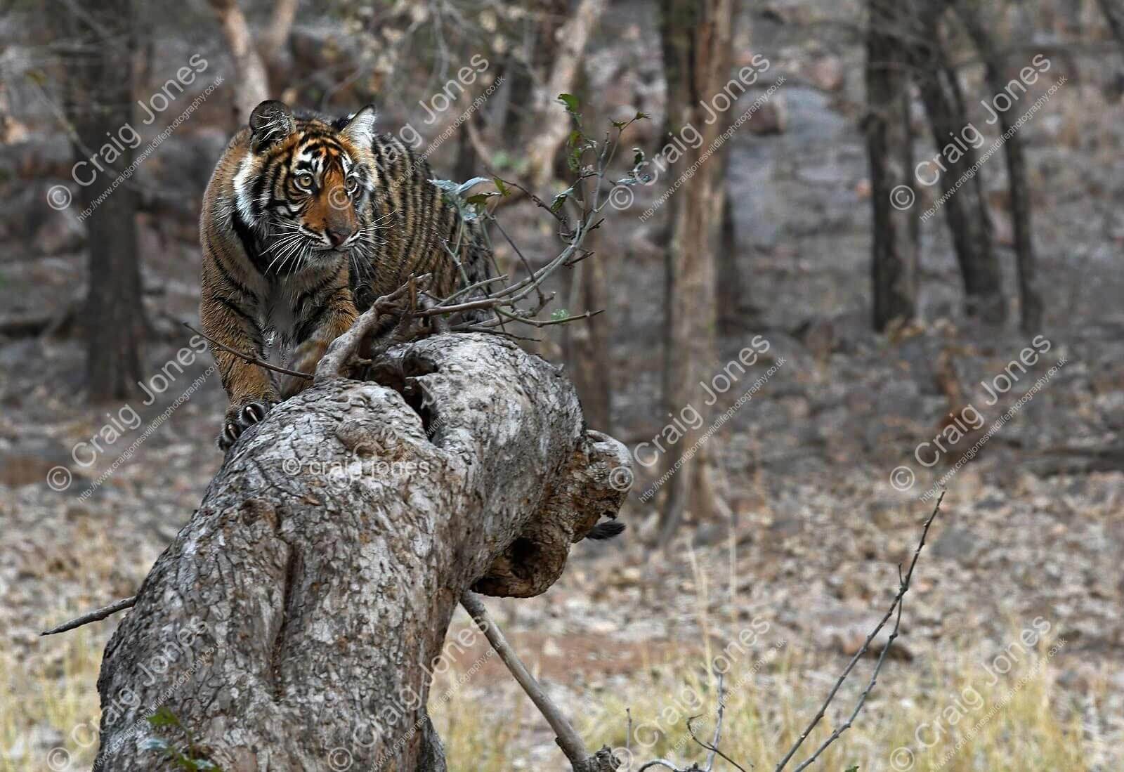Tiger Cub in Tiger Prints - Craig Jones Wildlife Photography