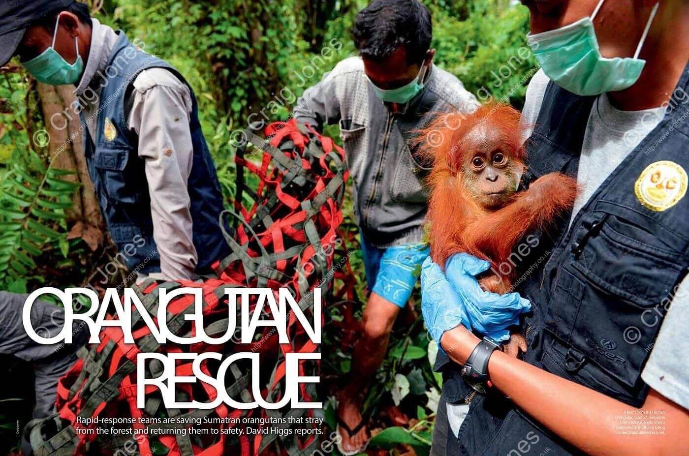 Orangutan Rescue in Story Telling - Craig Jones Wildlife Photography
