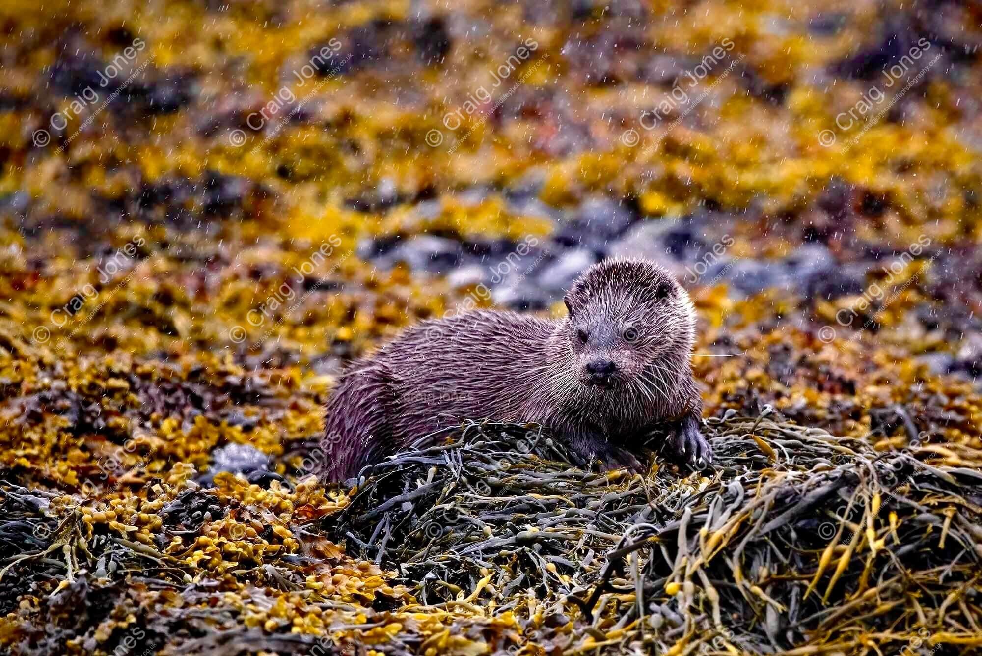 Otter in Coastal - Craig Jones Wildlife Photography