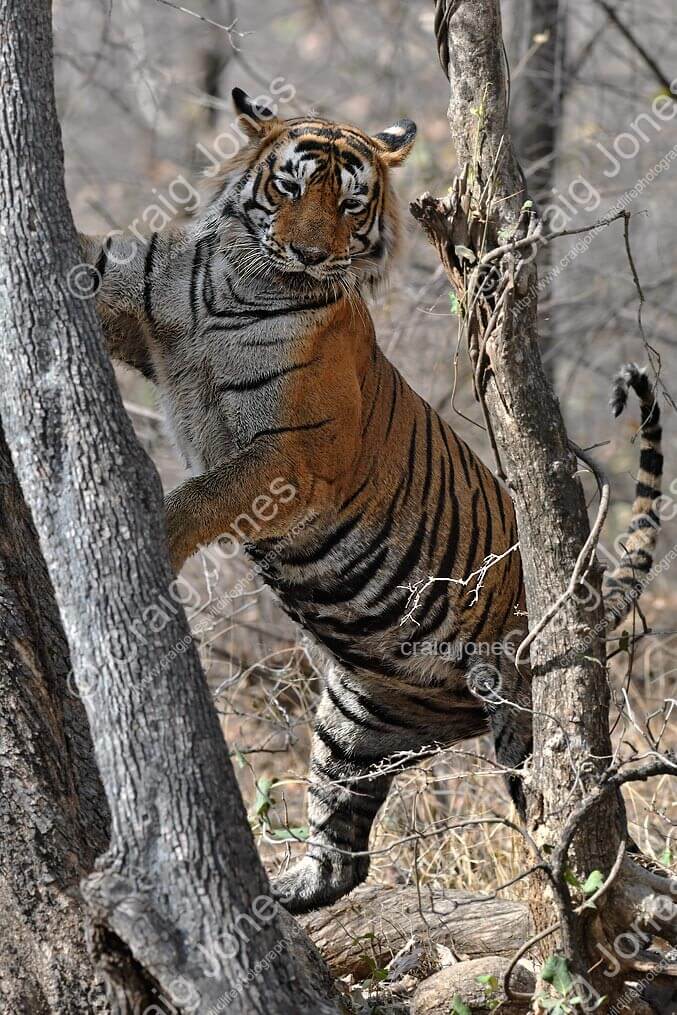 Tiger Scratched Tree Tiger Claw Scratch Marks On Tree Trunk