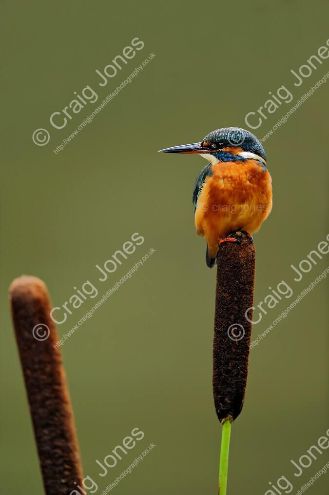 Bullrush Queen in Freshwater - Craig Jones Wildlife Photography