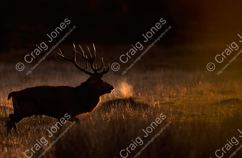 Red Deer in Mountain & Upland - Craig Jones Wildlife Photography