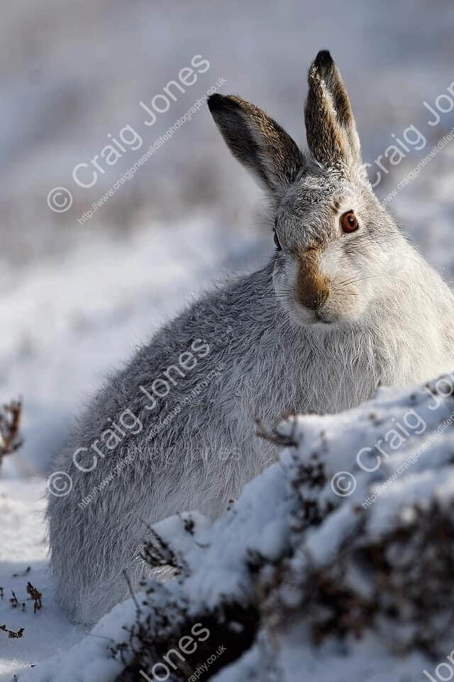 Hare Watching in Mountain & Upland - Craig Jones Wildlife Photography