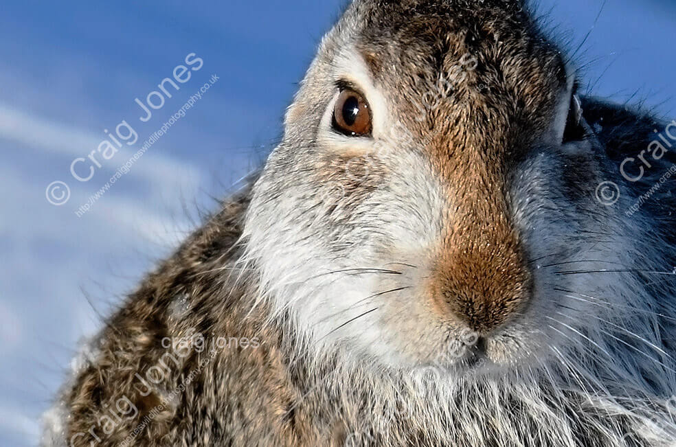 Hare Portrait in Mountain & Upland - Craig Jones Wildlife Photography