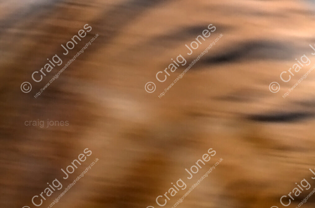 Tiger Pattern in Tiger Prints - Craig Jones Wildlife Photography