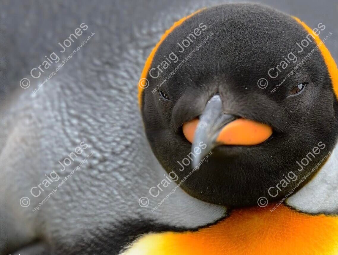 King Penguin in Coastal - Craig Jones Wildlife Photography