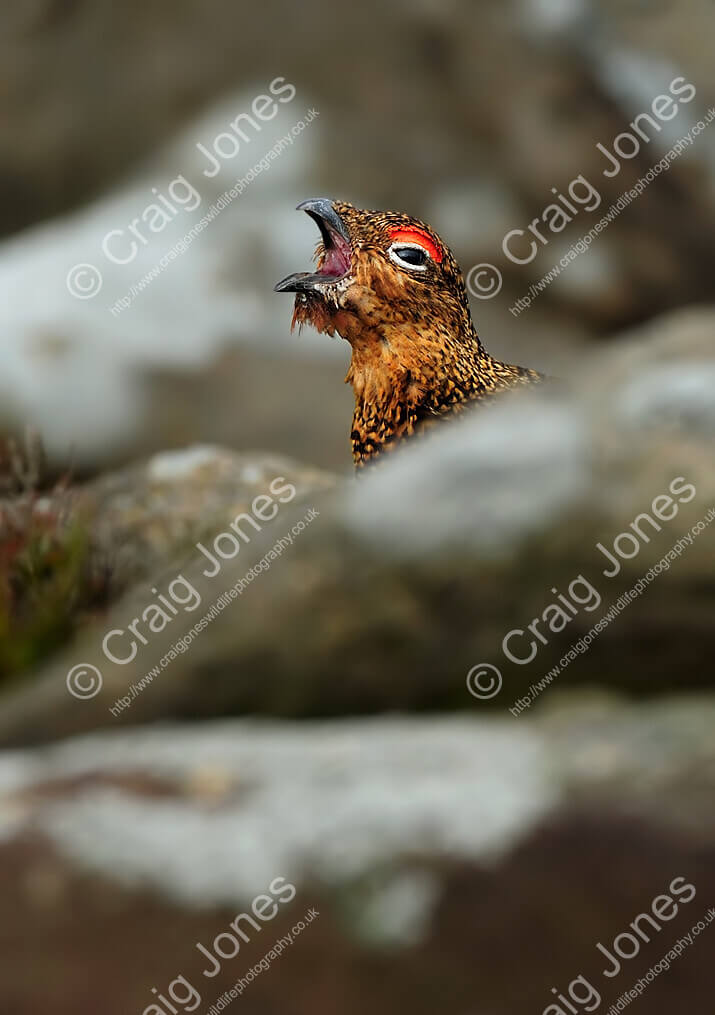 Crying Grouse in Mountain & Upland - Craig Jones Wildlife Photography