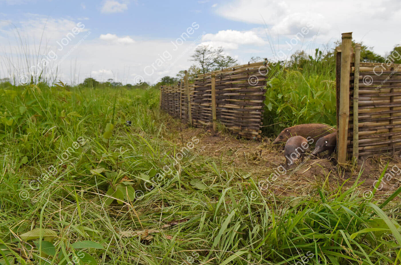 Hog family in Grassland - Craig Jones Wildlife Photography