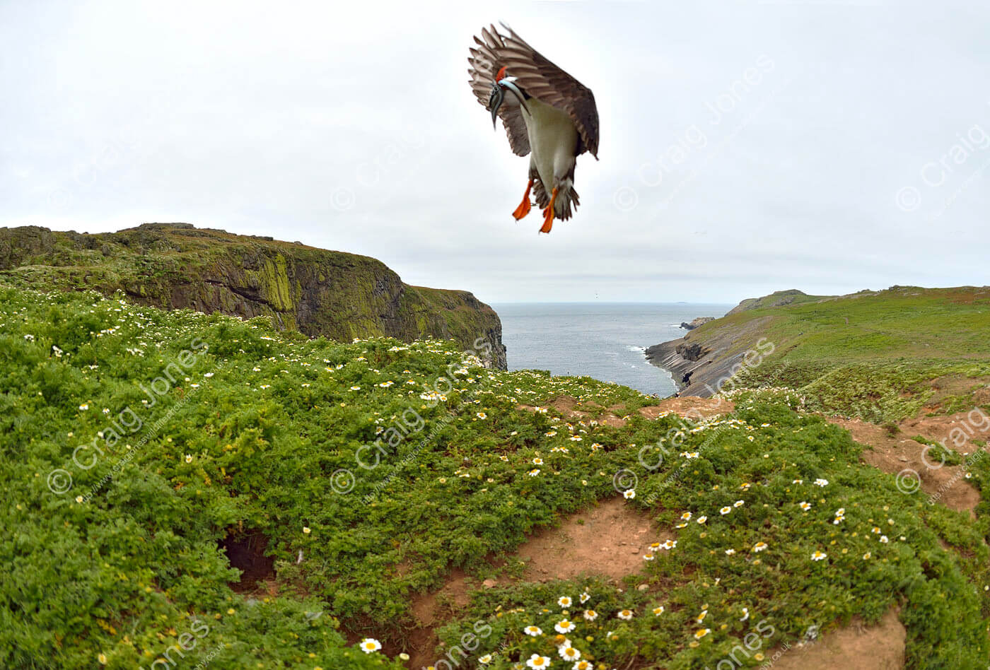 Puffin Landing in Coastal - Craig Jones Wildlife Photography