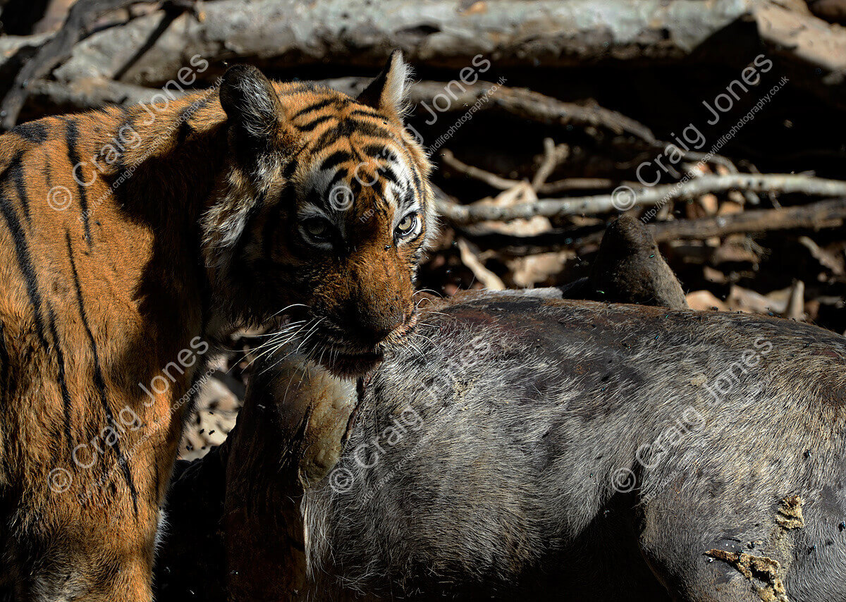 Tiger With Prey in Tiger Prints - Craig Jones Wildlife Photography