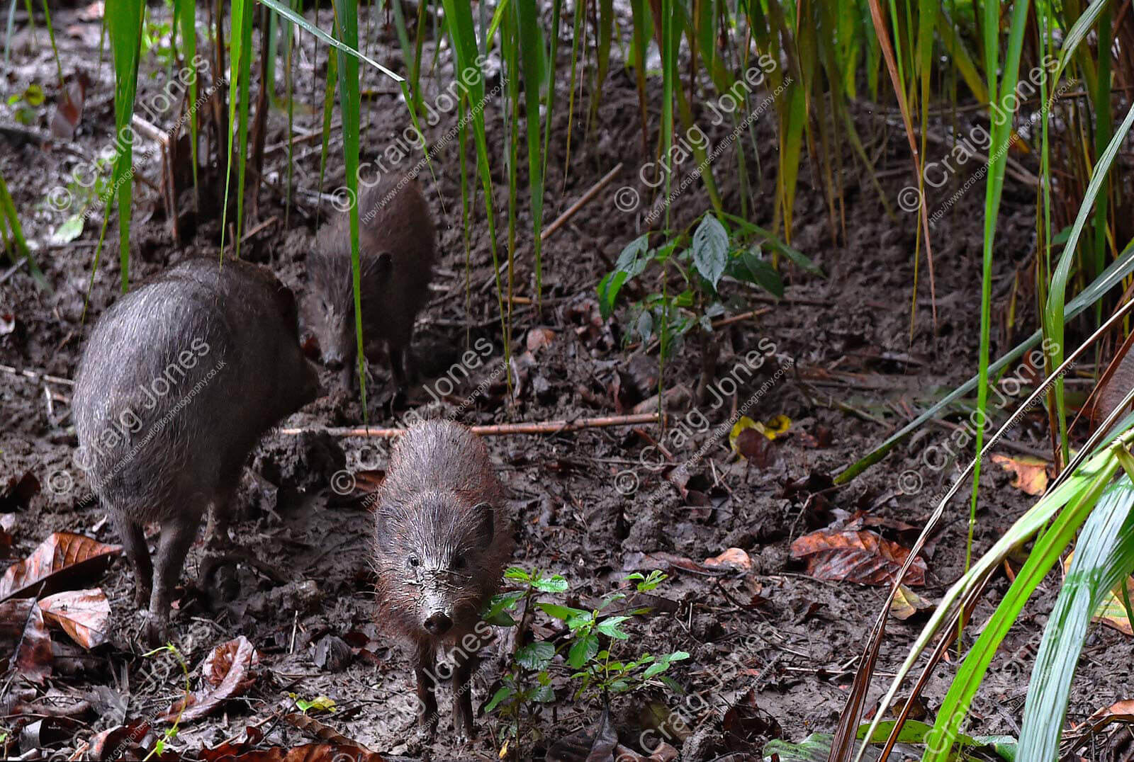 Hogs Together in Grassland - Craig Jones Wildlife Photography