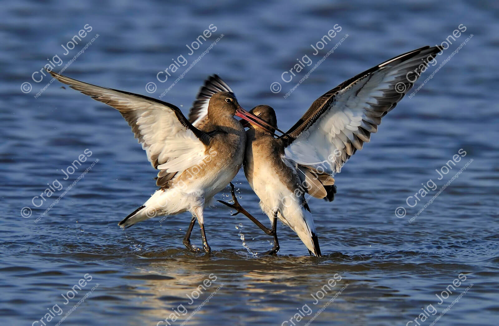 Bar-Tailed Godwits in Coastal - Craig Jones Wildlife Photography