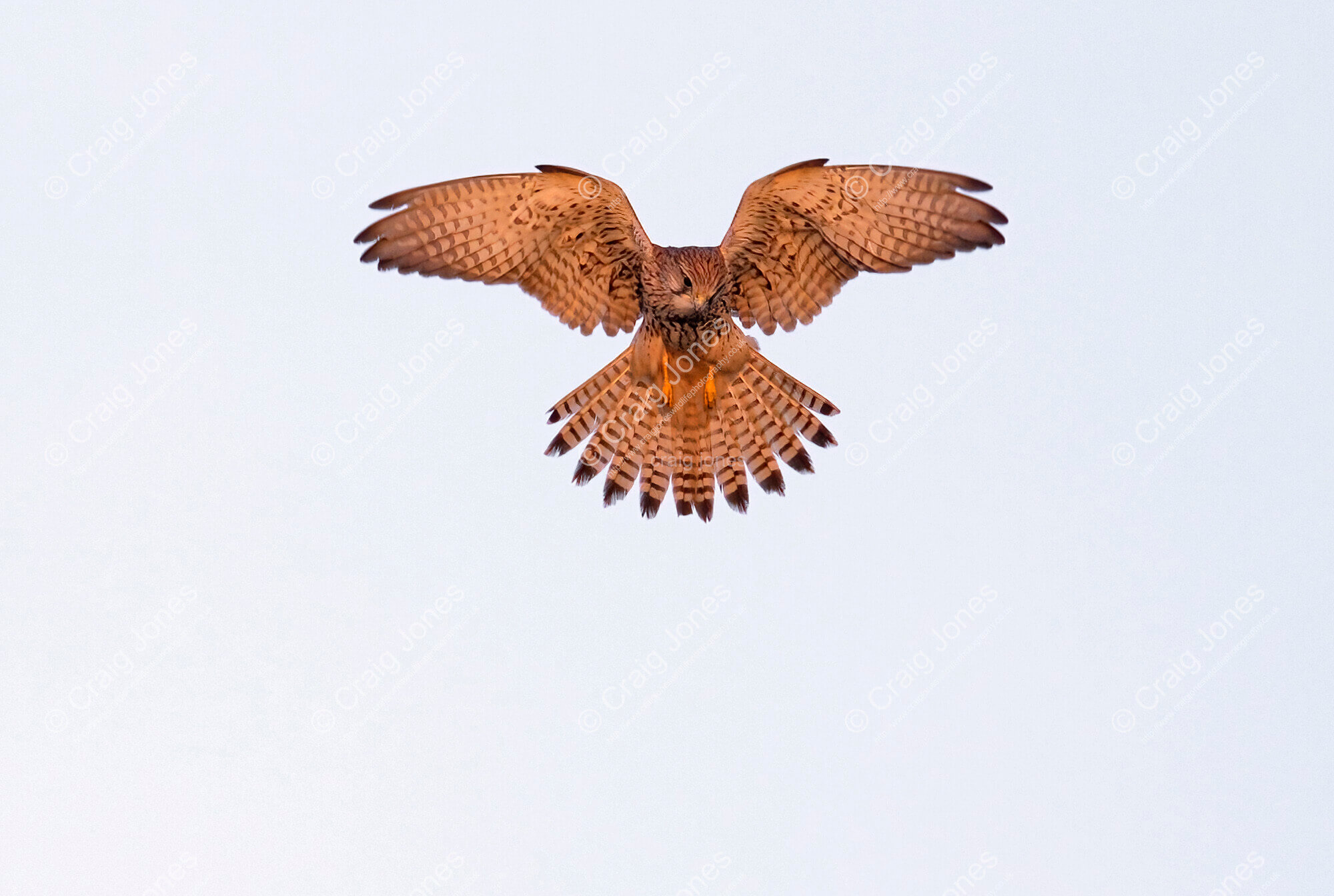 Kestrel in Grassland - Craig Jones Wildlife Photography