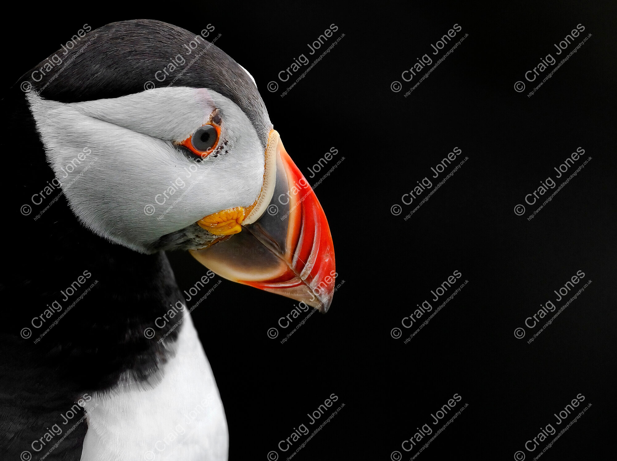 Beautiful Puffin in Coastal - Craig Jones Wildlife Photography