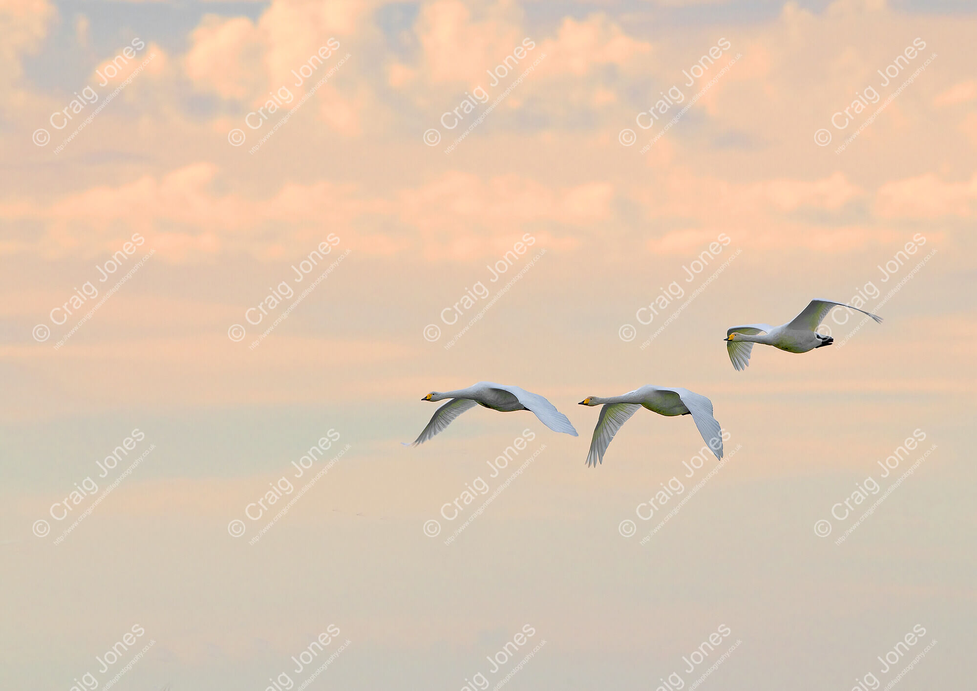 Whoopers in Grassland - Craig Jones Wildlife Photography