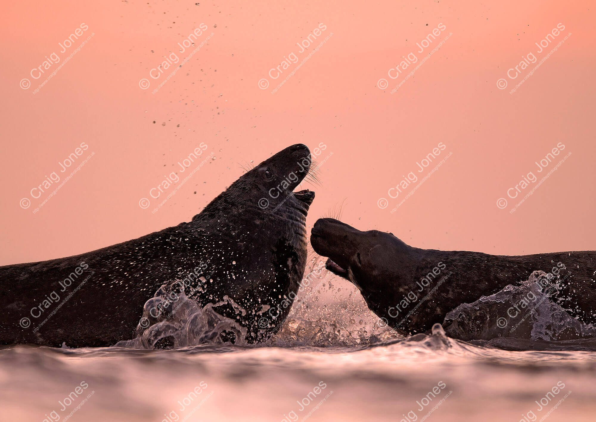 Fighting Bulls in Coastal - Craig Jones Wildlife Photography