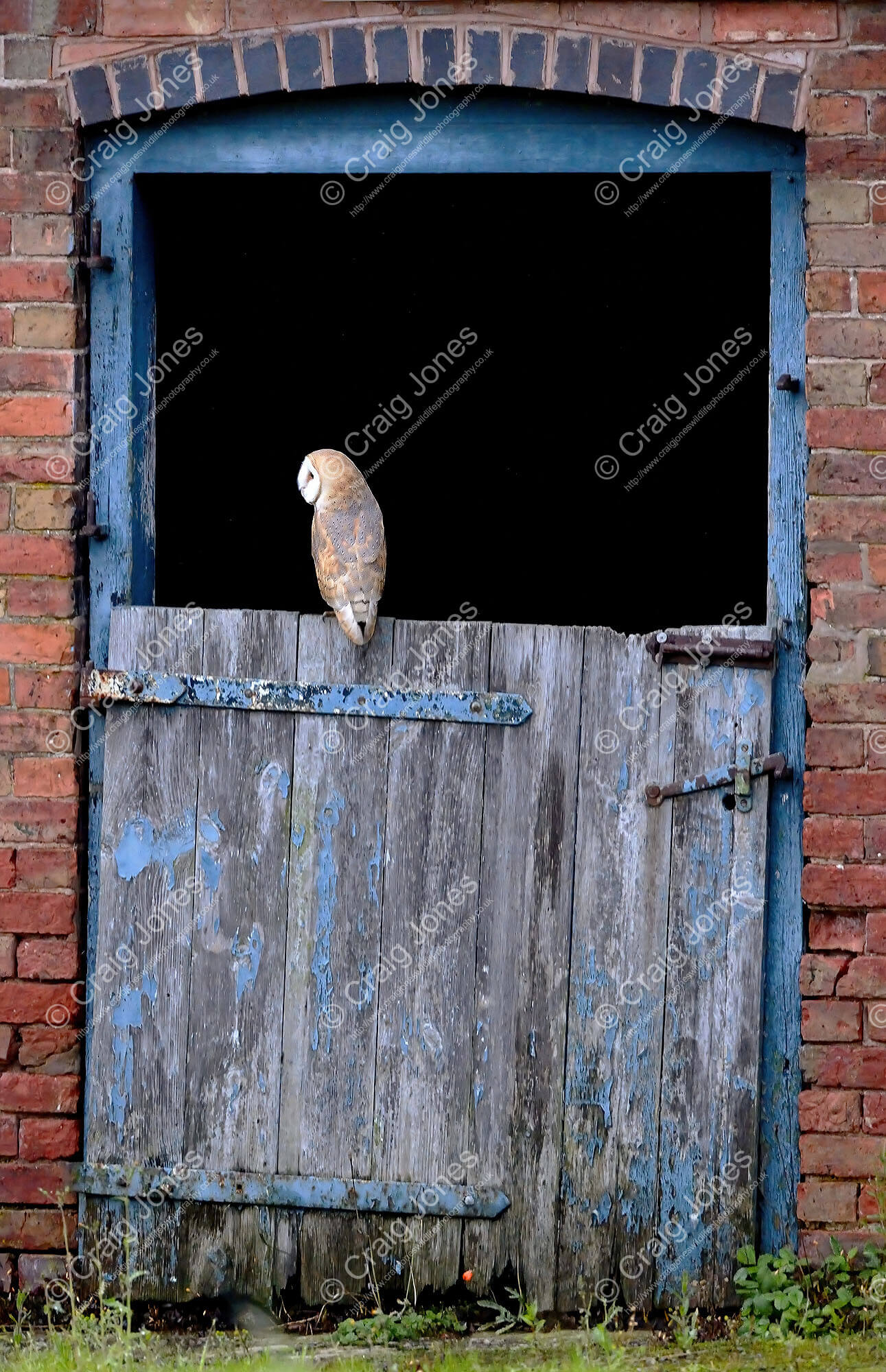 Barn Door Owl in Grassland - Craig Jones Wildlife Photography