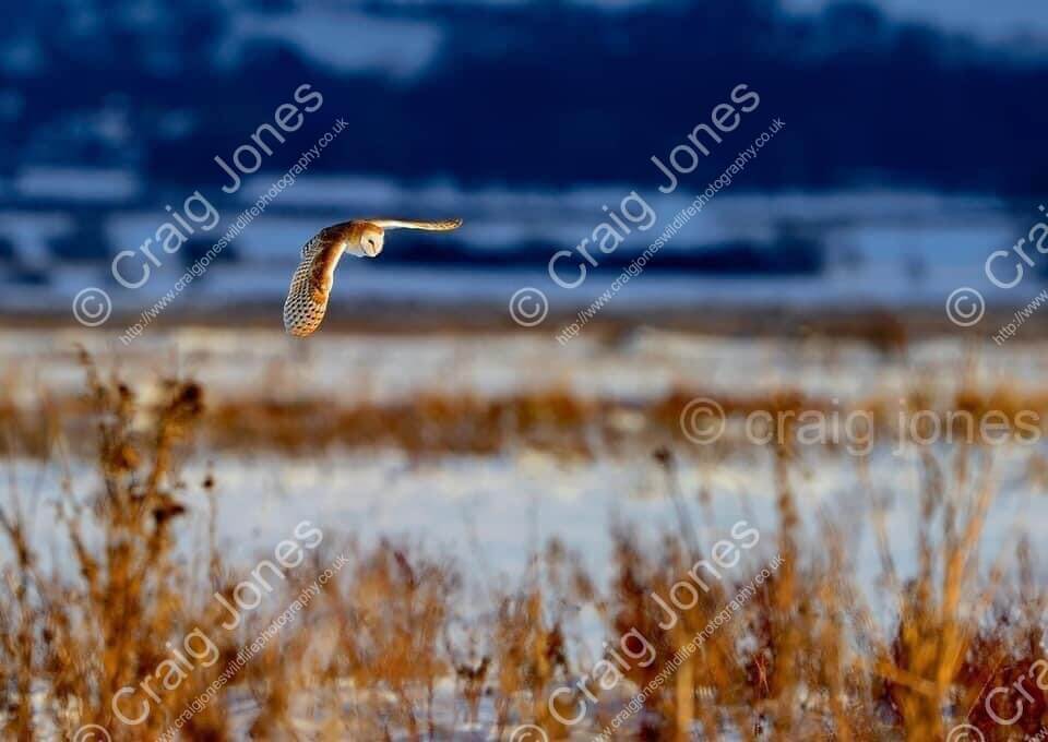 Hunting Over Snow in Grassland - Craig Jones Wildlife Photography