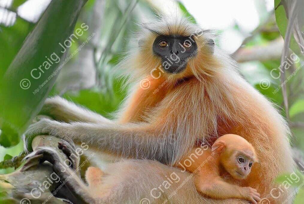 Golden Mum & Baby in Rainforest - Craig Jones Wildlife Photography