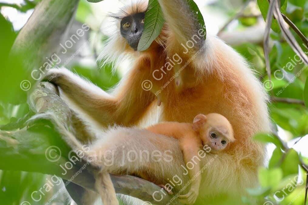 Baby Langur in Rainforest - Craig Jones Wildlife Photography