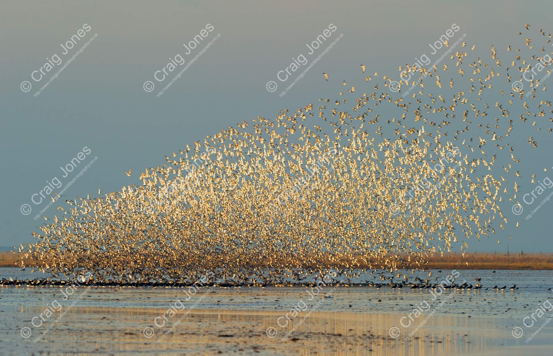 Coastal - Craig Jones Wildlife Photography