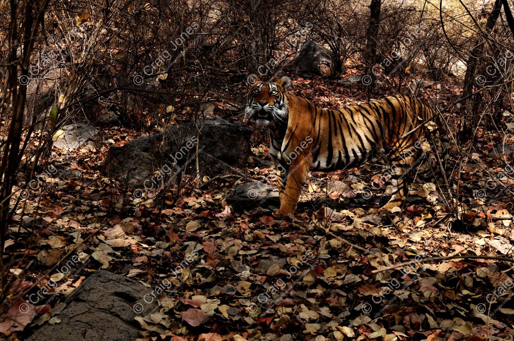 Walking By in Tiger Prints - Craig Jones Wildlife Photography