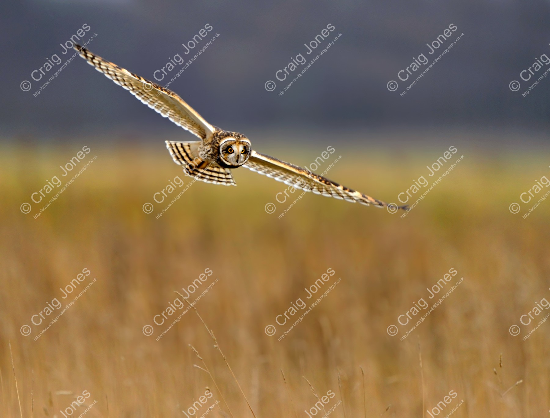 Hunting Shorty in Grassland - Craig Jones Wildlife Photography