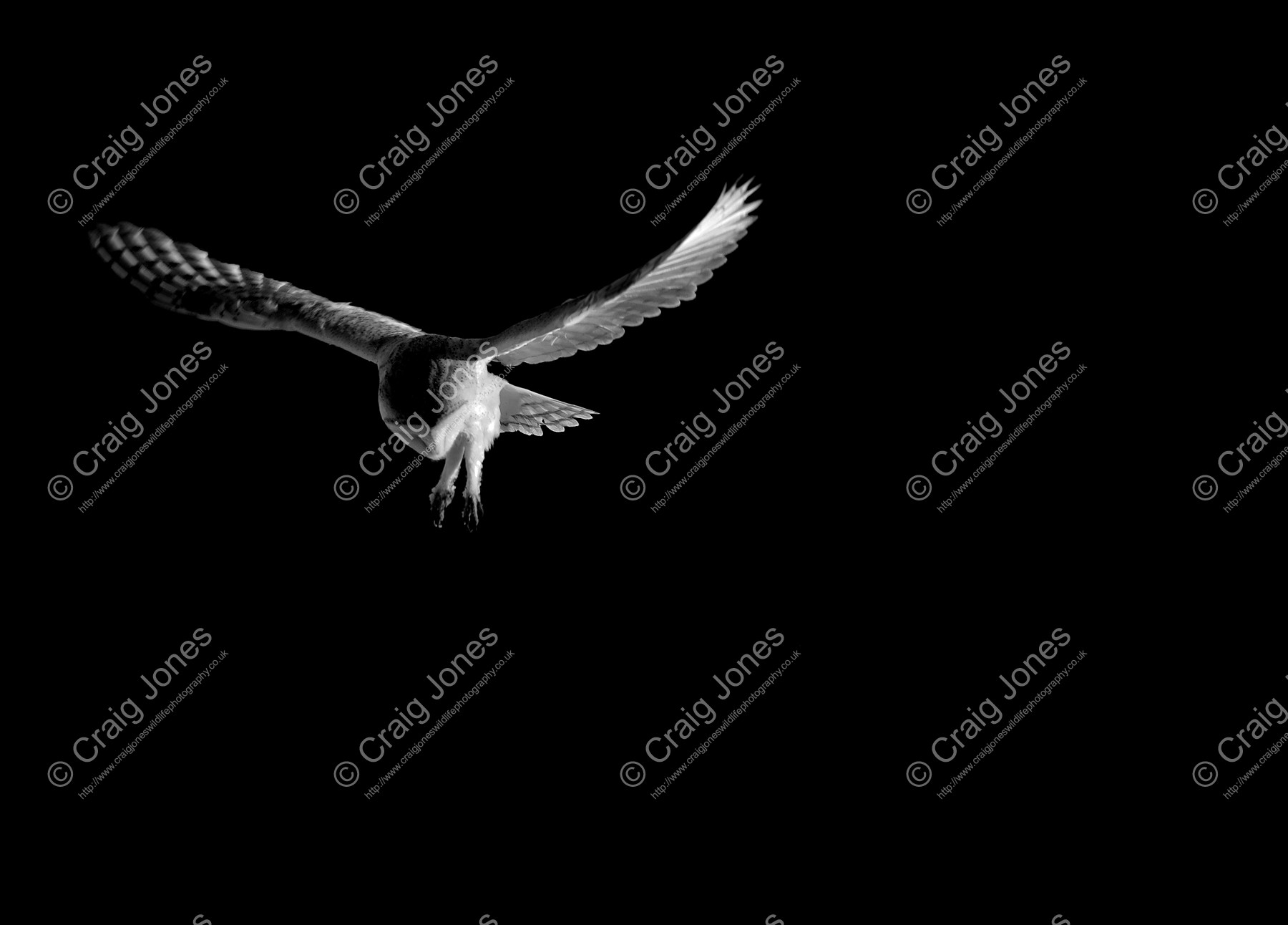 Hunting in Black & White - Craig Jones Wildlife Photography