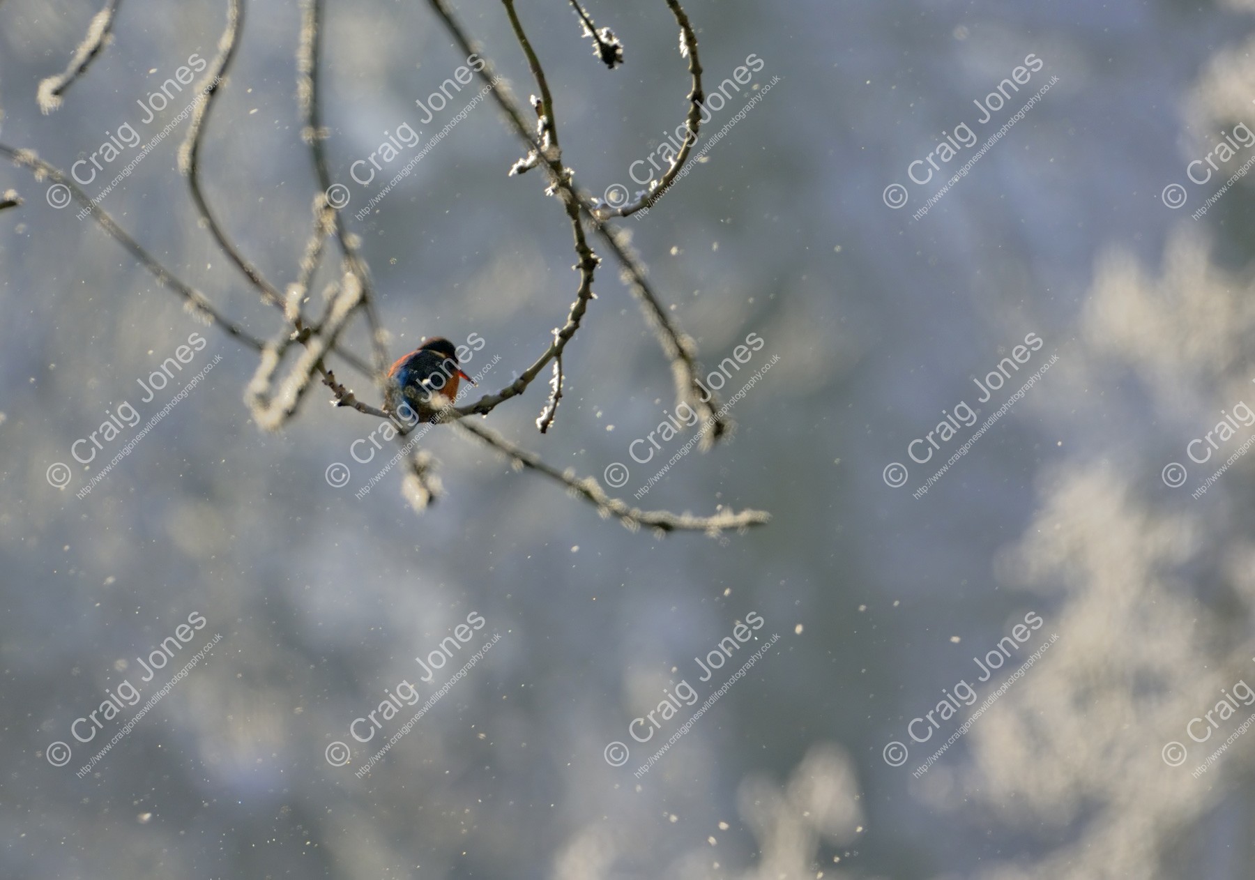 Frozen Hunter in Freshwater - Craig Jones Wildlife Photography