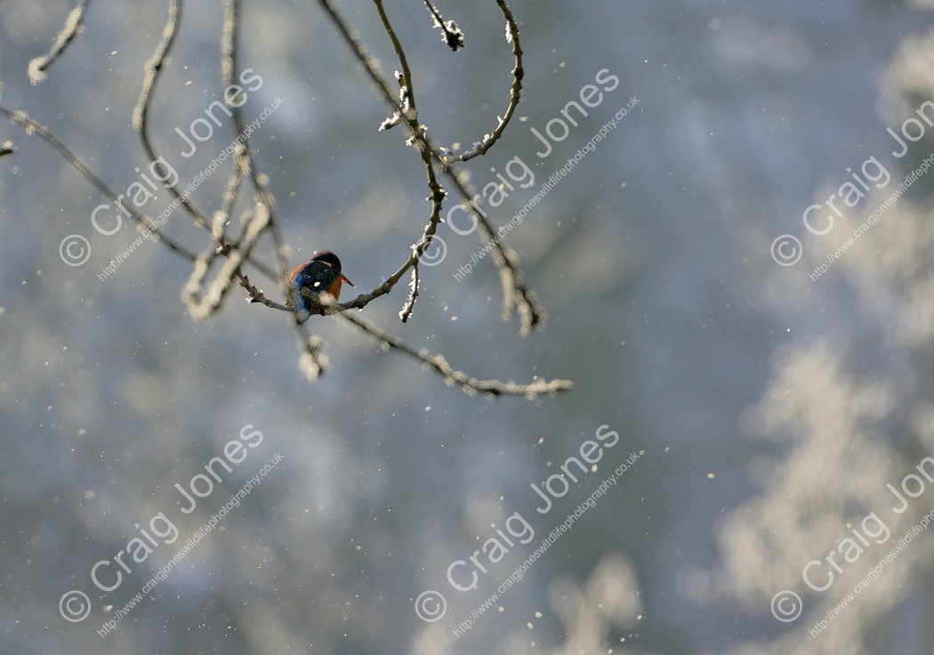 Frozen Hunter in Freshwater - Craig Jones Wildlife Photography