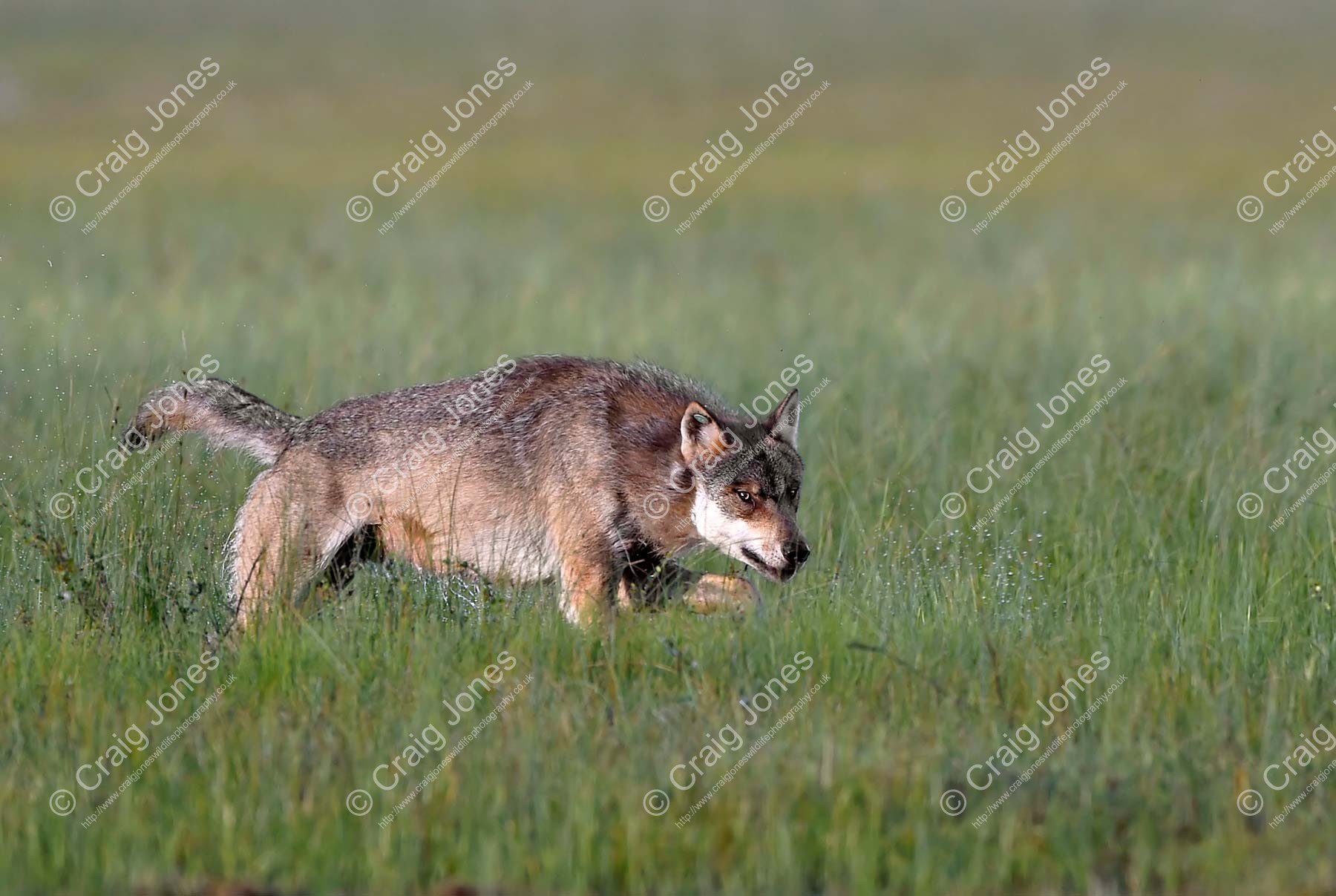 Stalking Wolf in Woodland - Craig Jones Wildlife Photography