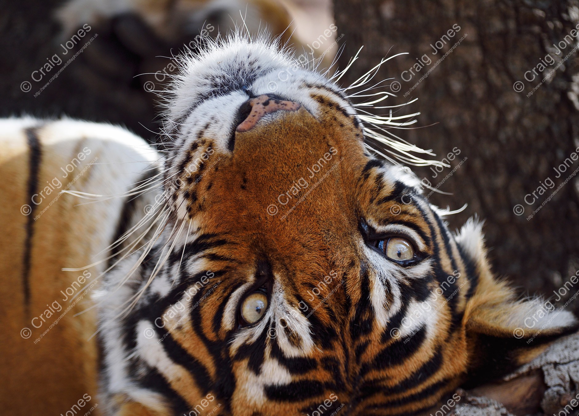 Sleeping Tiger in Tiger Prints - Craig Jones Wildlife Photography