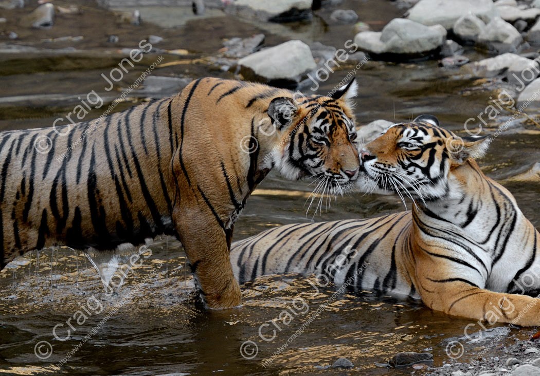 Tigers Kissing in Tiger Prints - Craig Jones Wildlife Photography