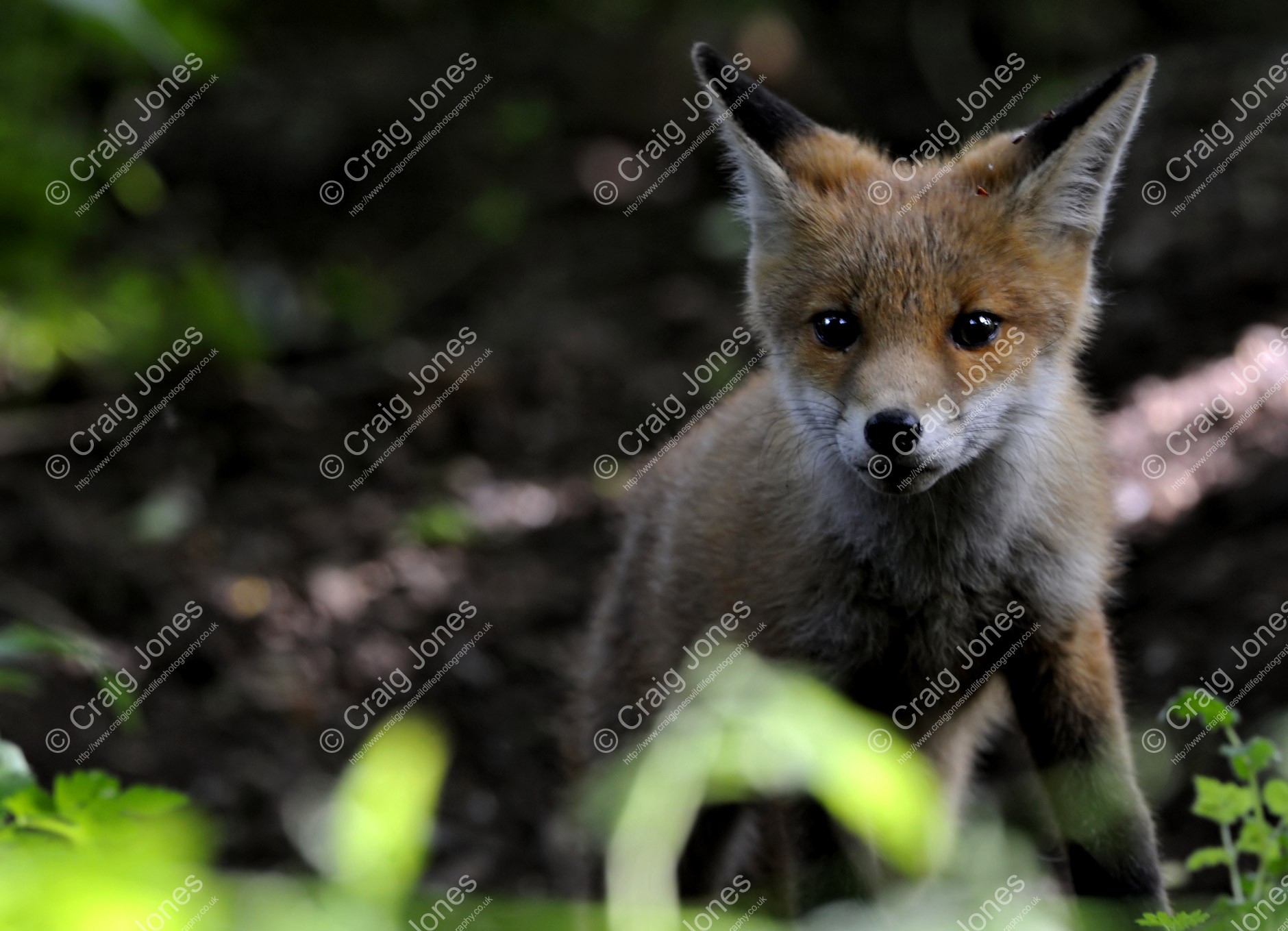 Fox Cub in Woodland - Craig Jones Wildlife Photography