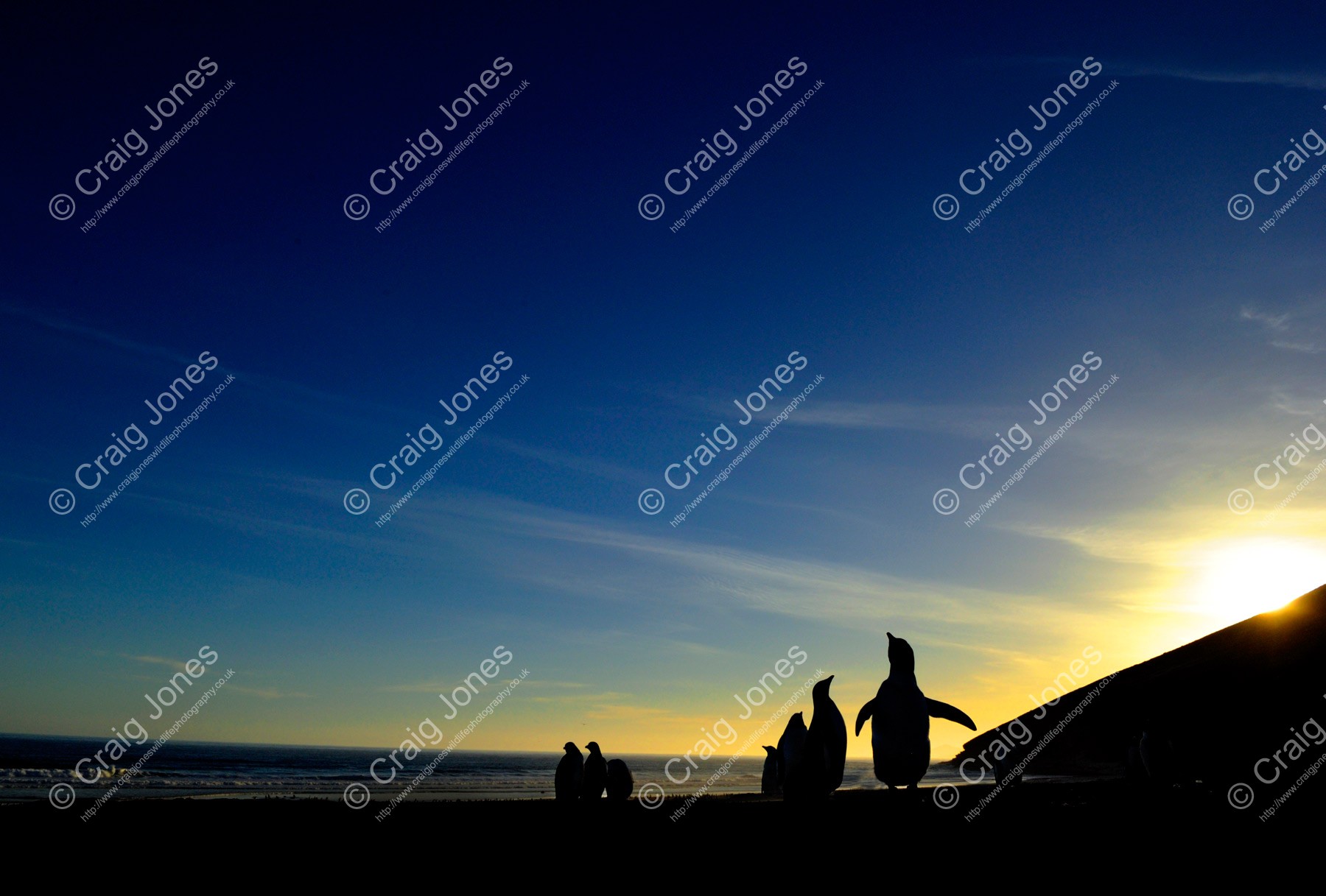 Dawn Call in Coastal - Craig Jones Wildlife Photography