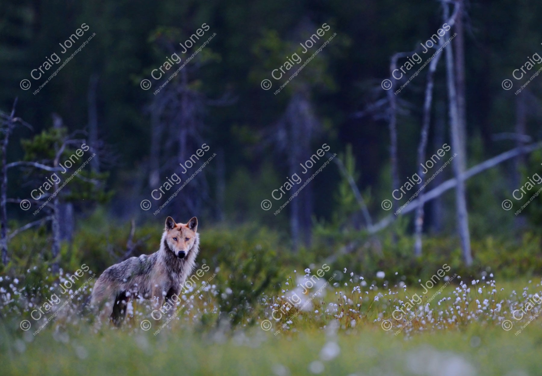 Wolf In No Mans Land in Woodland - Craig Jones Wildlife Photography