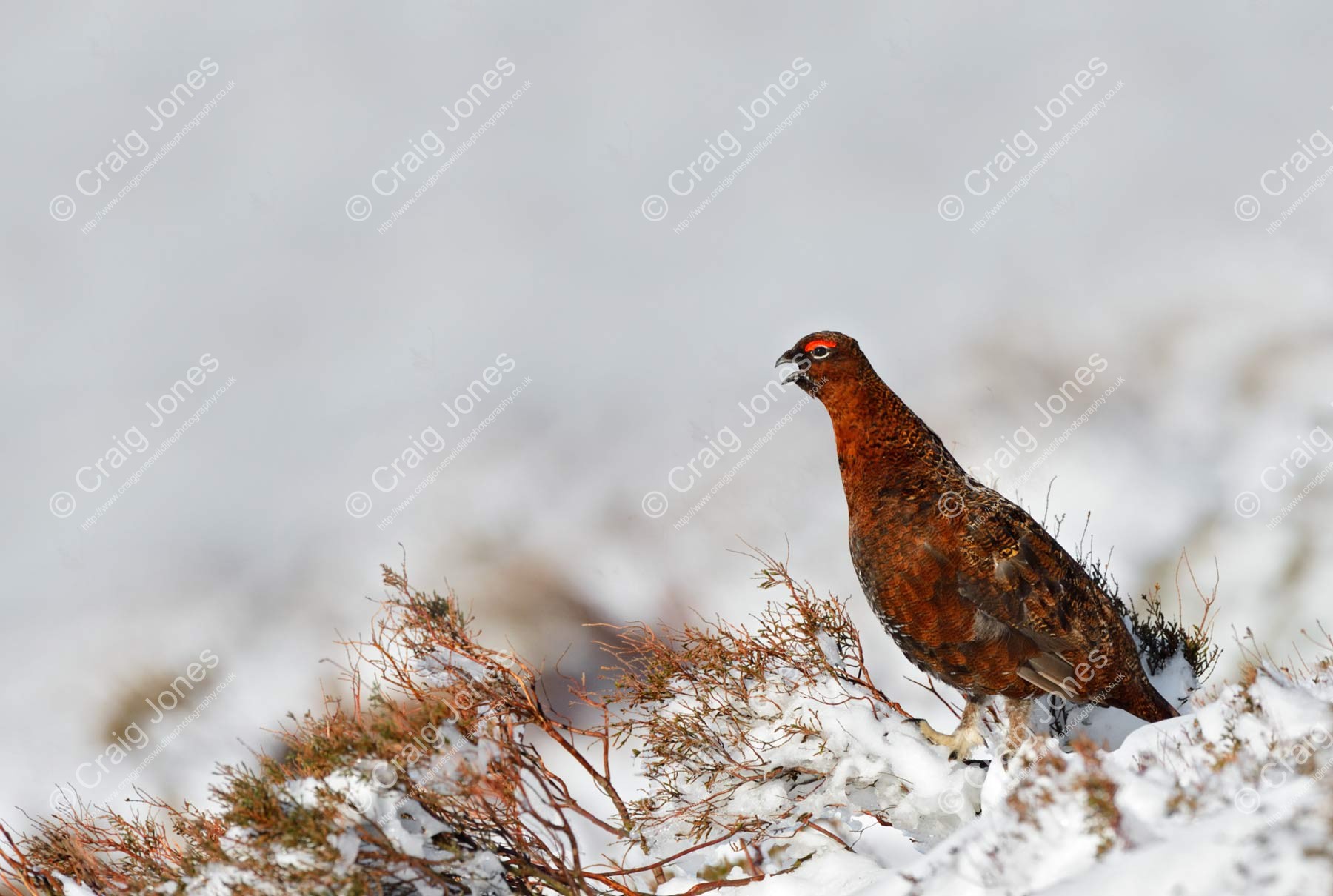 Red Grouse Calling in Mountain & Upland - Craig Jones Wildlife Photography