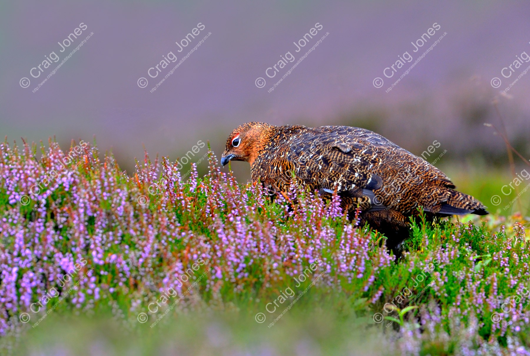 Red grouse In heather in Mountain & Upland - Craig Jones Wildlife ...