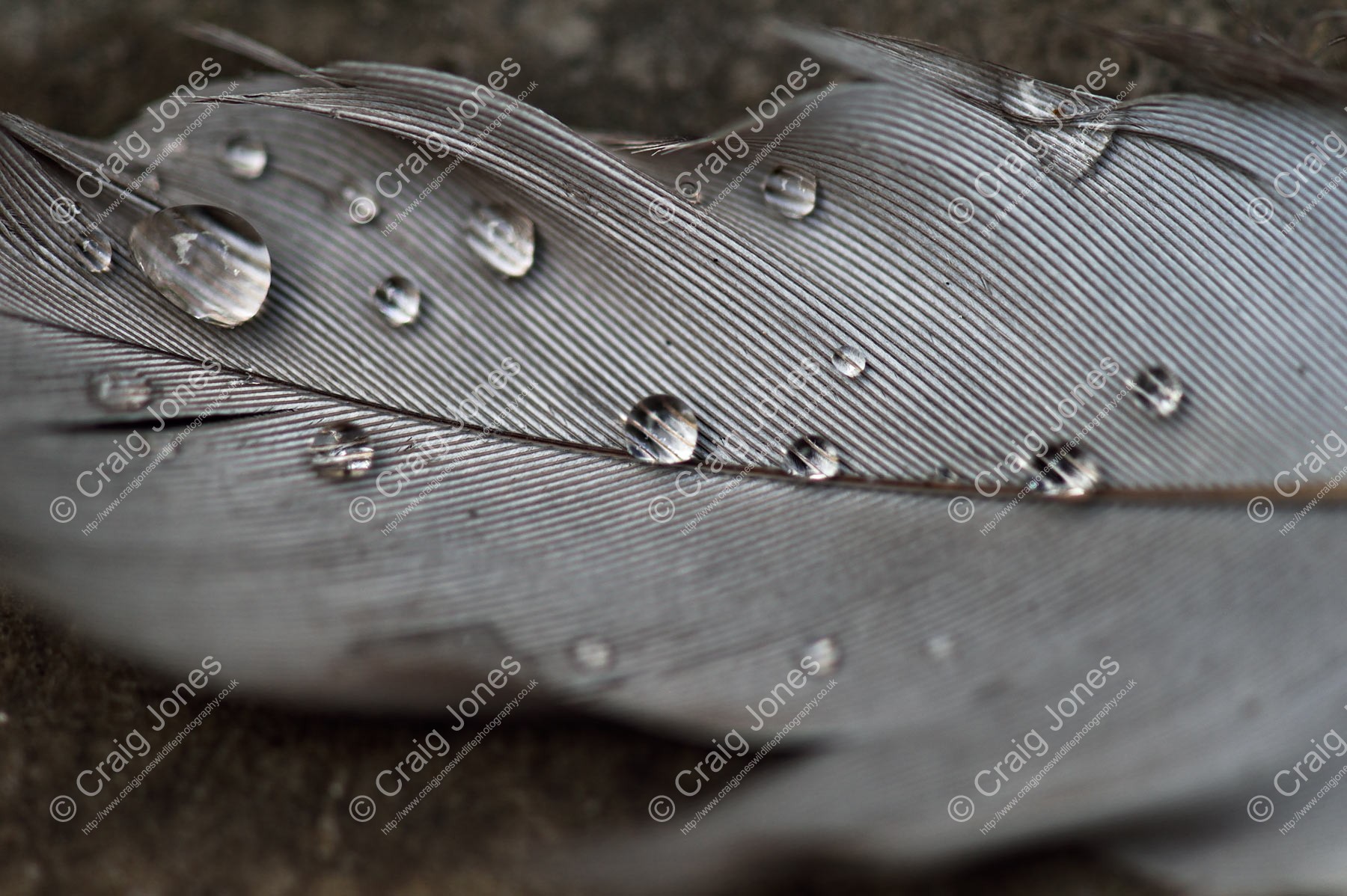 feather Detail in Abstract - Craig Jones Wildlife Photography